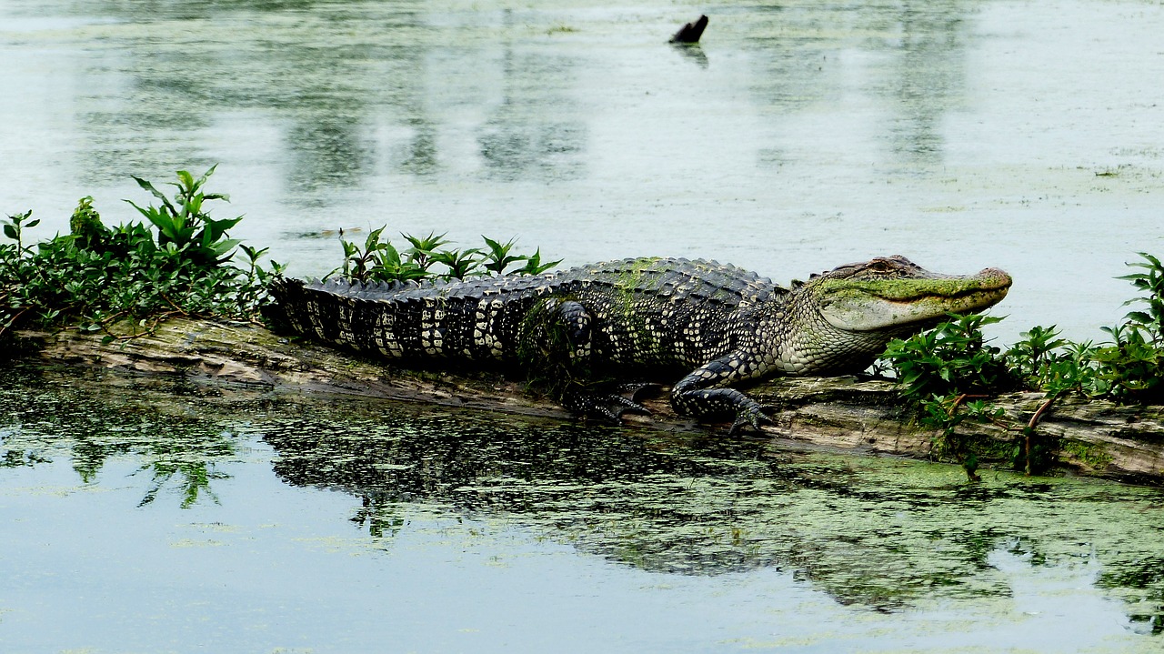 Wildlife of the Louisiana Swamp Lands Series: Reptiles - Tour Galapagos